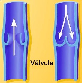 Piernas cansadas: Insuficiencia venosa | Dr. Sabo Alloca